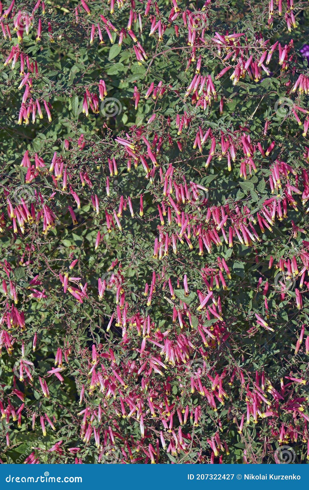 Close-up Image of Cigar Flowers Stock Image - Image of firecracker ...