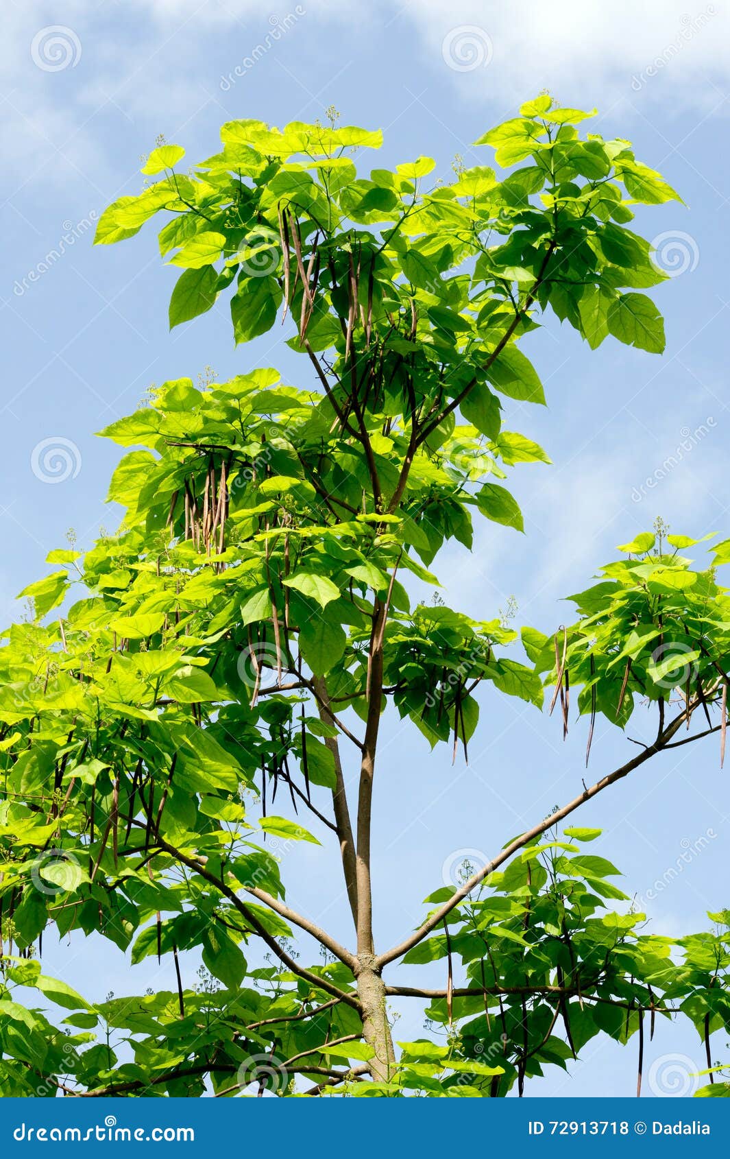 Catalpa Bignonioides Flowers, Also Known As Southern Catalpa Royalty ...