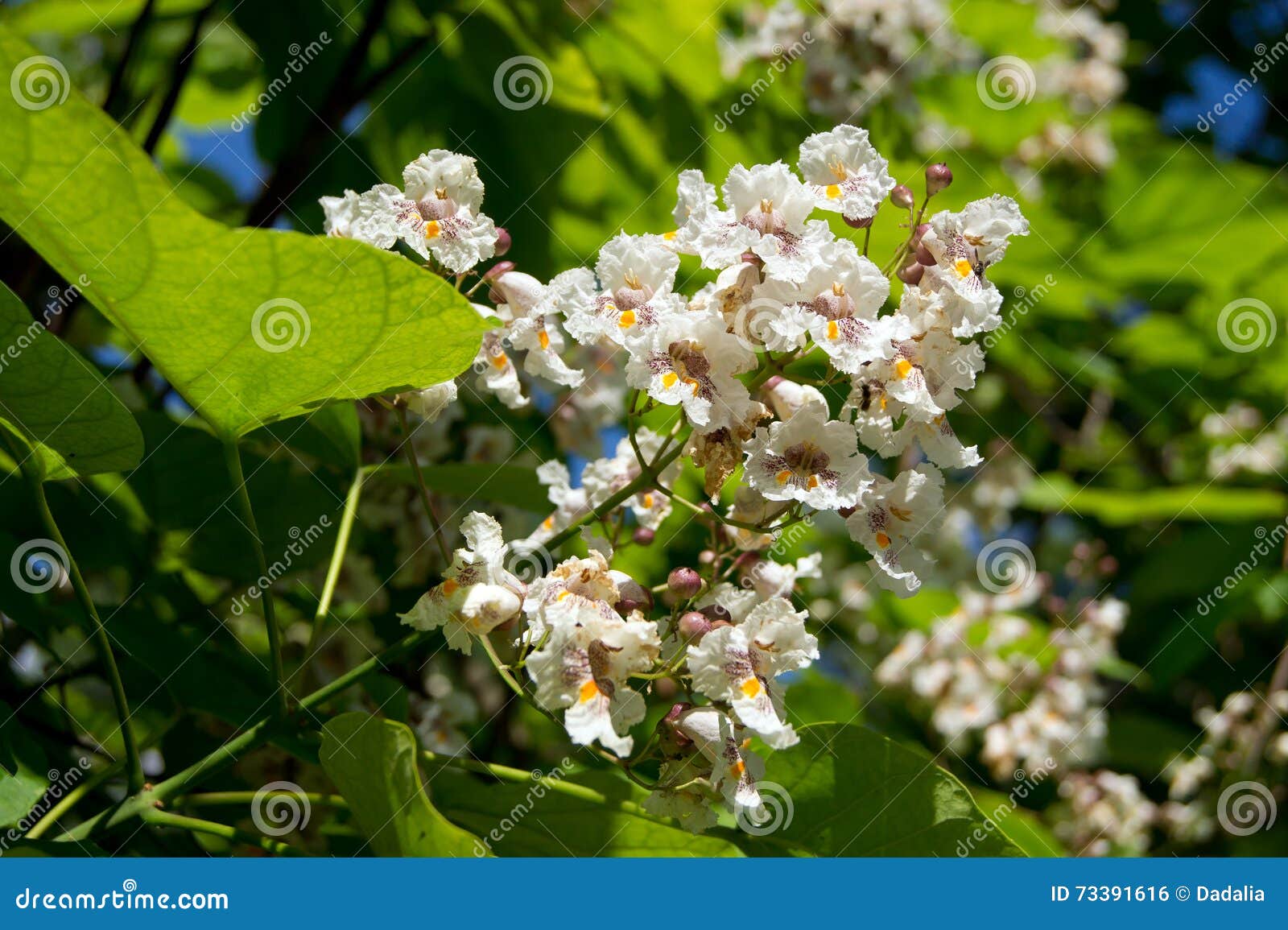 Cigar Tree (Catalpa Bignonioides) In A Park Stock Photography ...