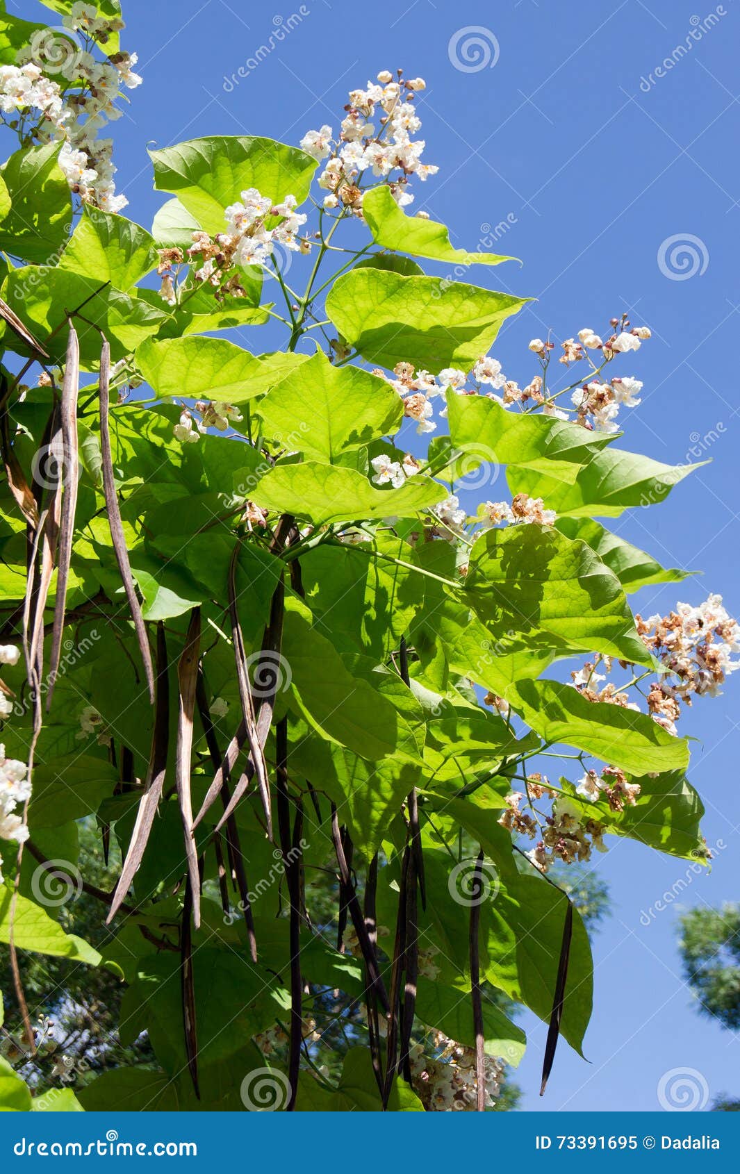 Cigar Tree (Catalpa Bignonioides) Flower Royalty-Free Stock Photography ...