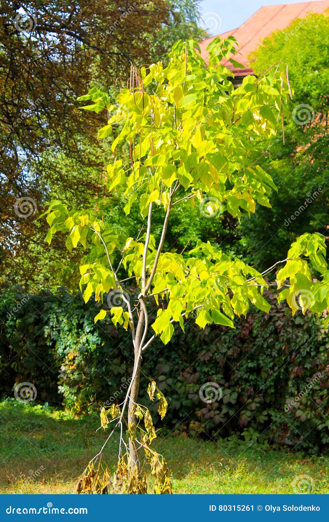 Cigar Tree (Catalpa Bignonioides) In A Park Stock Photography ...
