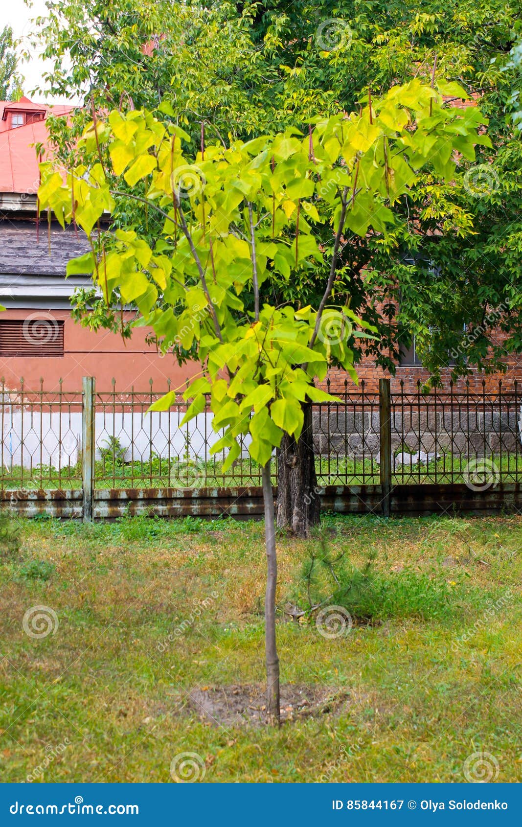 Cigar Tree Catalpa Bignonioides in the Park Stock Image - Image of ...