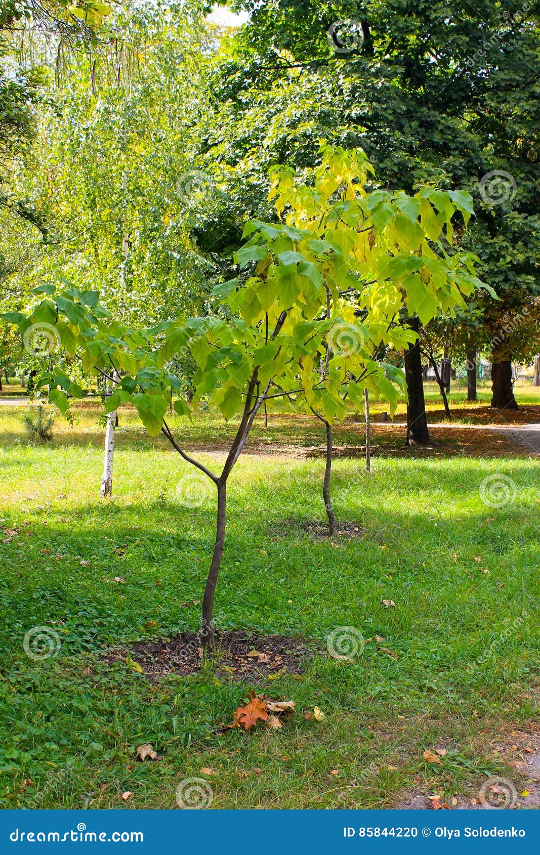 Cigar Tree Catalpa Bignonioides in the Park Stock Photo - Image of ...