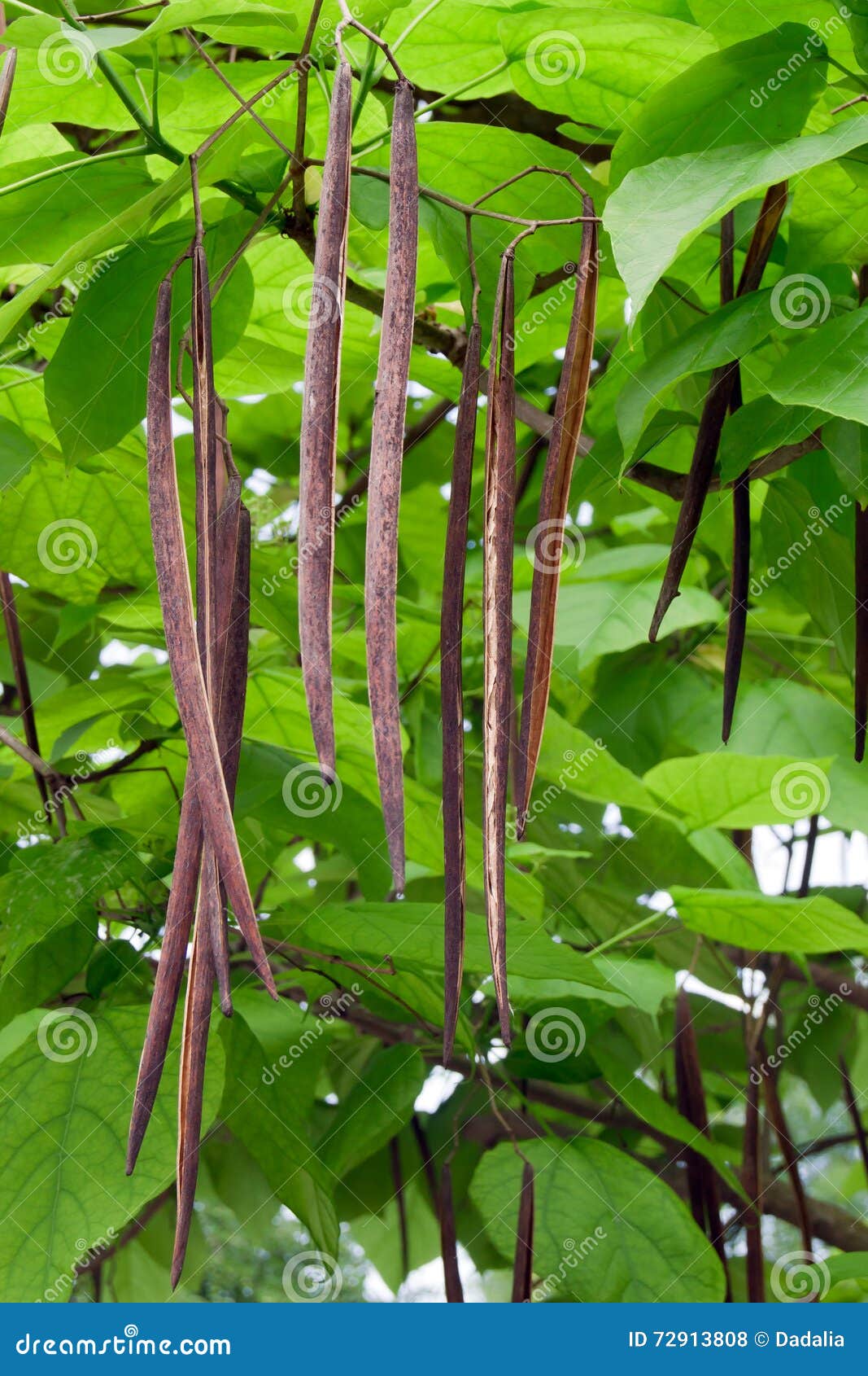 Catalpa Bignonioides Tree Stock Photography | CartoonDealer.com #203500736