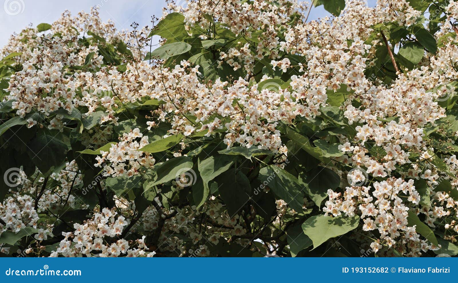 Cigar tree in bloom stock photo. Image of floral, leaves - 193152682
