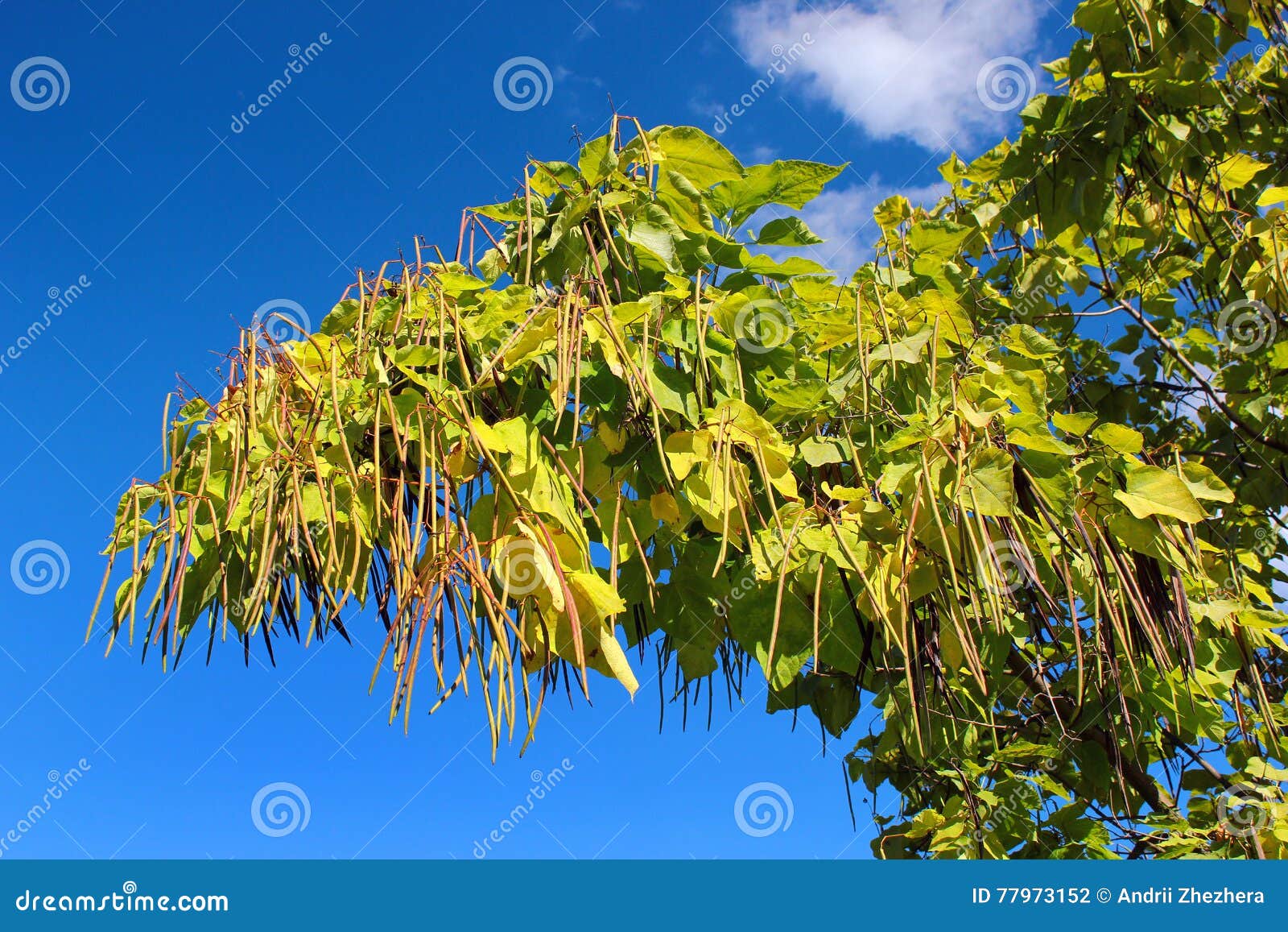 Cigar Tree (Catalpa Bignonioides) Flower Stock Image | CartoonDealer ...