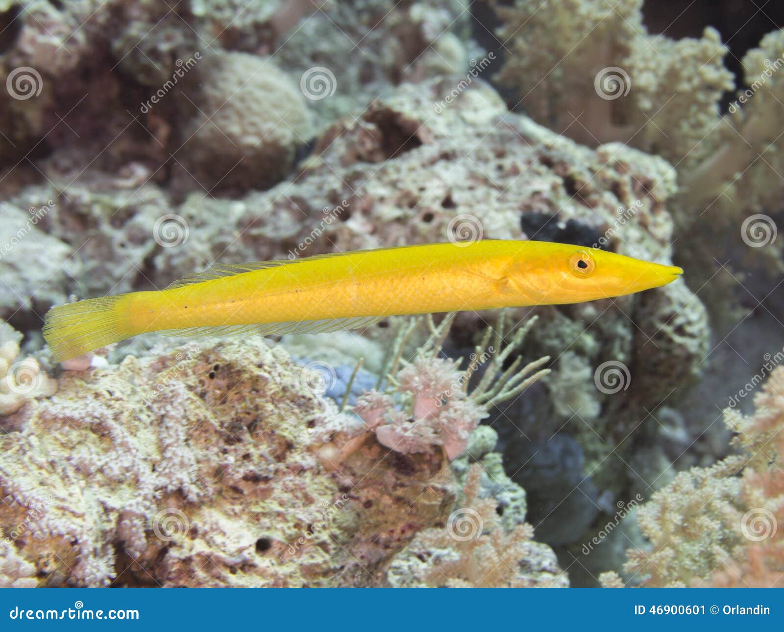 Fish Cigar Photos - Free & Royalty-Free Stock Photos from Dreamstime