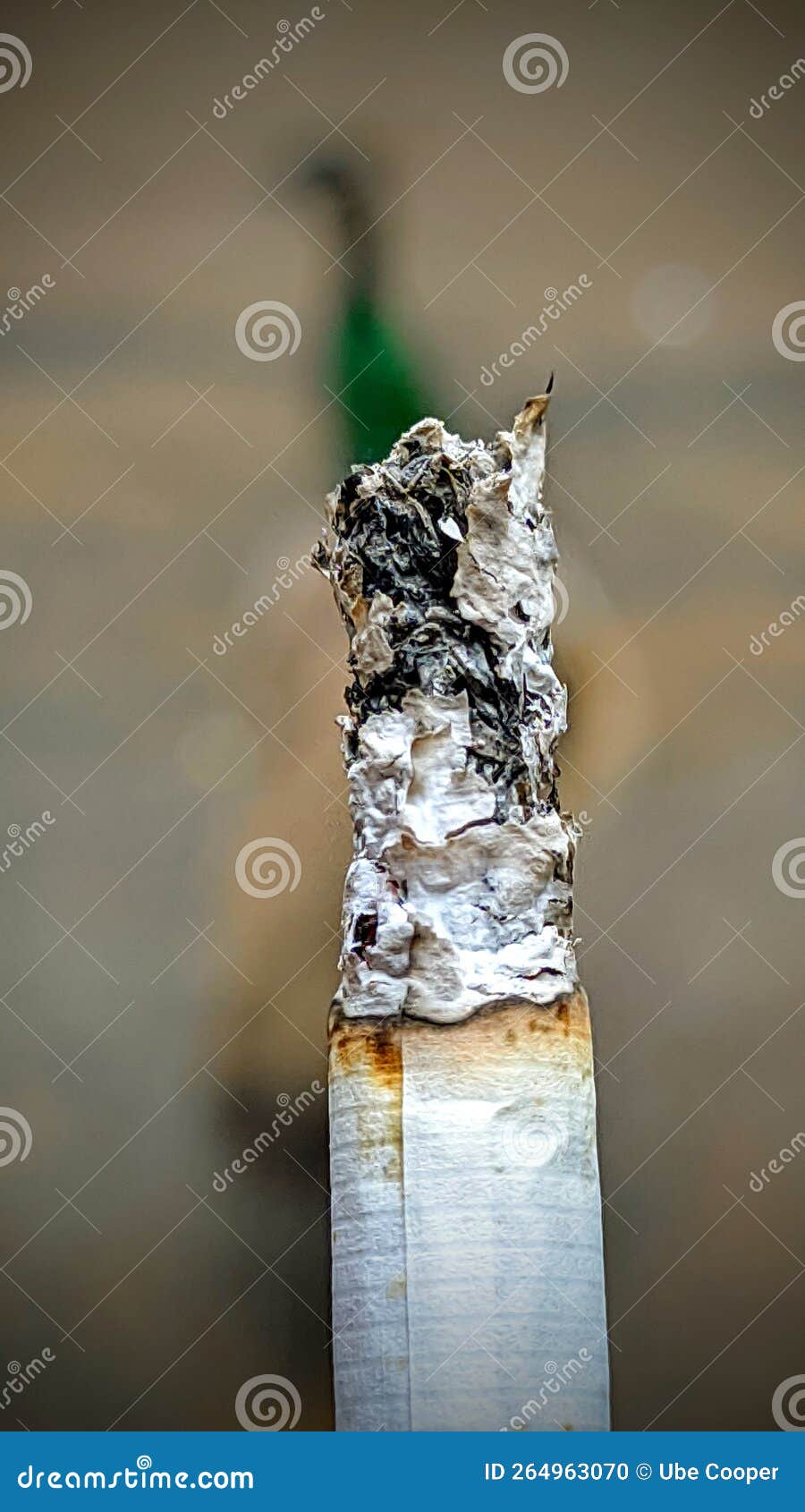 A cigarette stock photo. Image of wood, branch, twig - 264963070