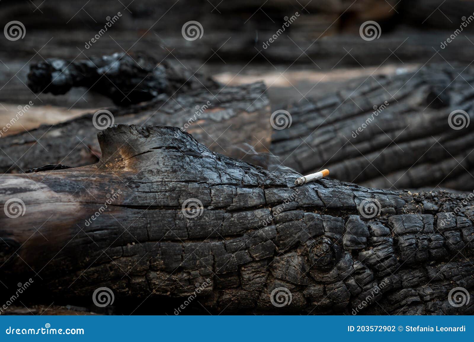 Cigarette on a Black Tree Surface in a Burned Forest Stock Photo ...