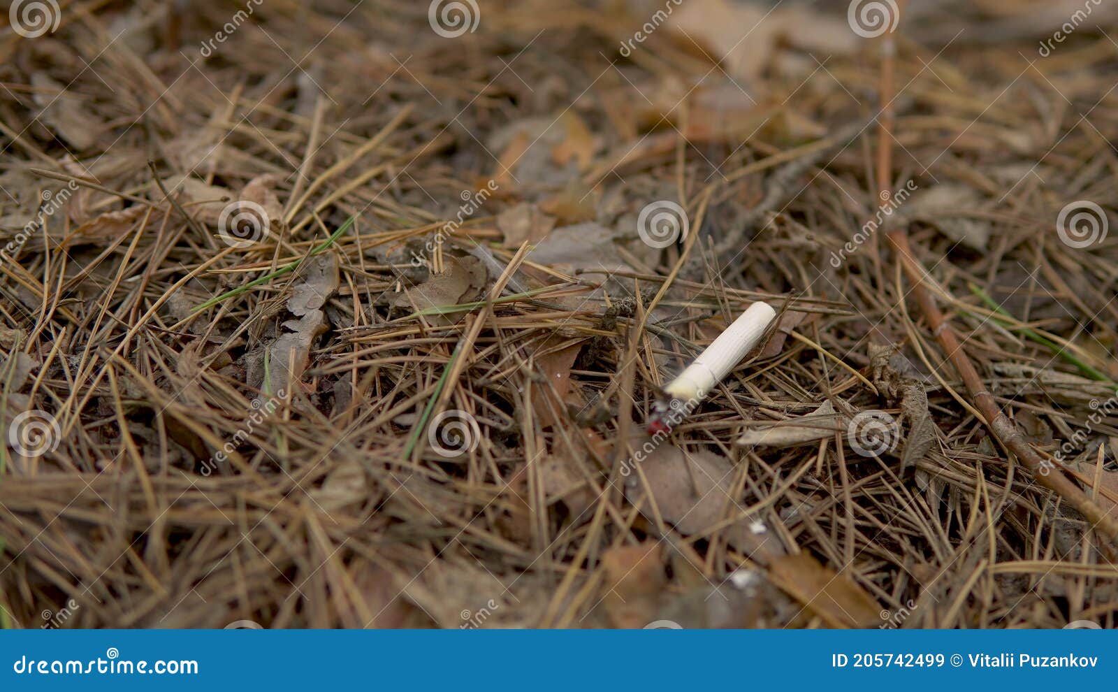 A Cigarette Smolders in a Forest. a Man Threw a Burning Cigarette in ...