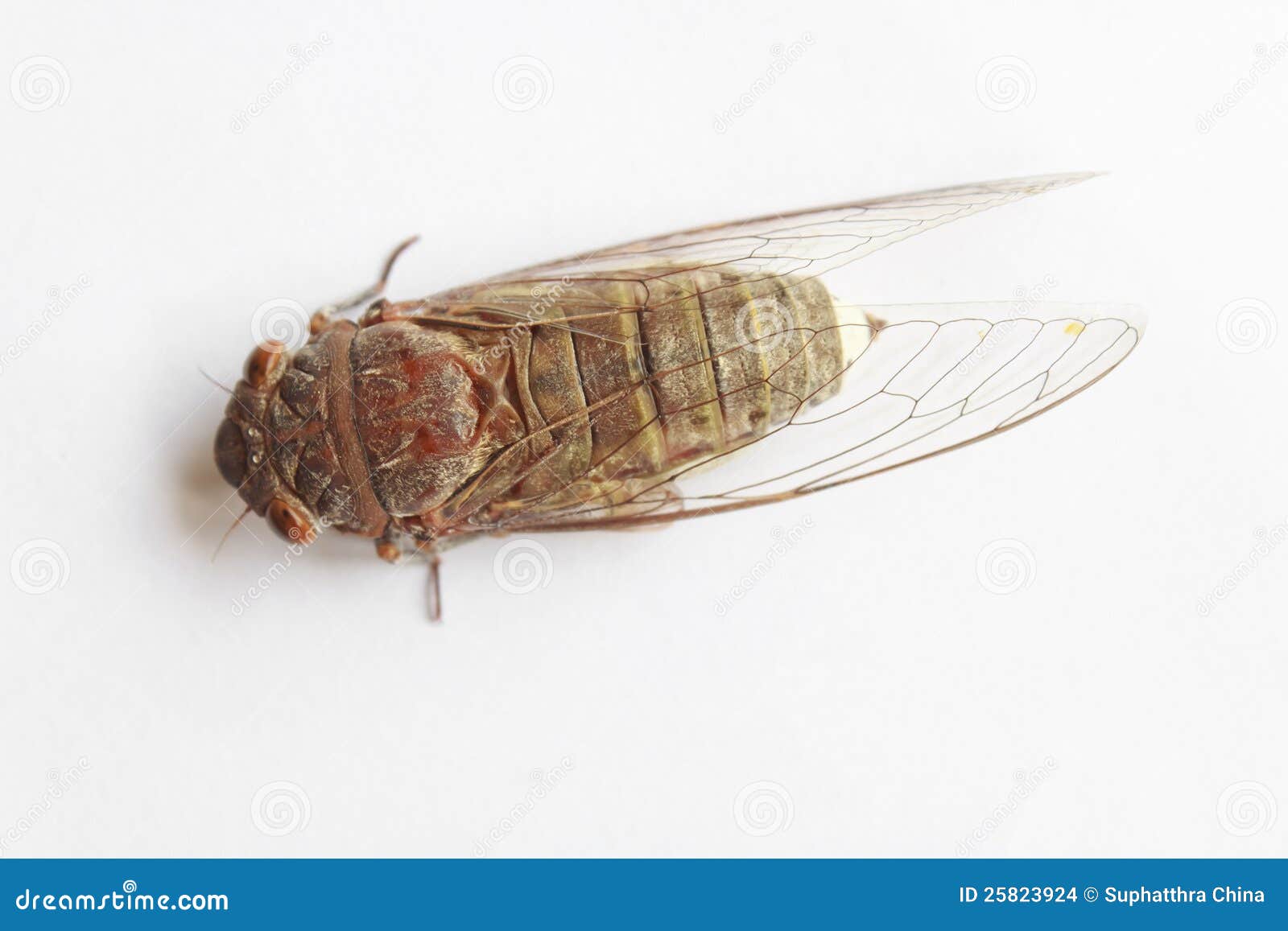 Cigarra foto de archivo. Imagen de cigarra, mosca, fauna - 25823924