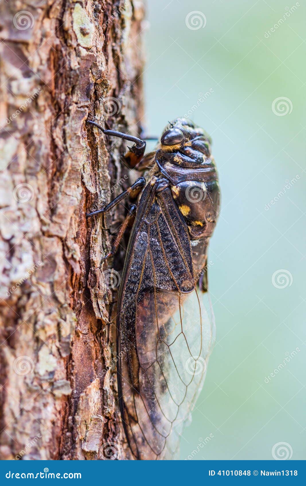 Cigarra foto de archivo. Imagen de travieso, verde, exoesqueleto - 41010848