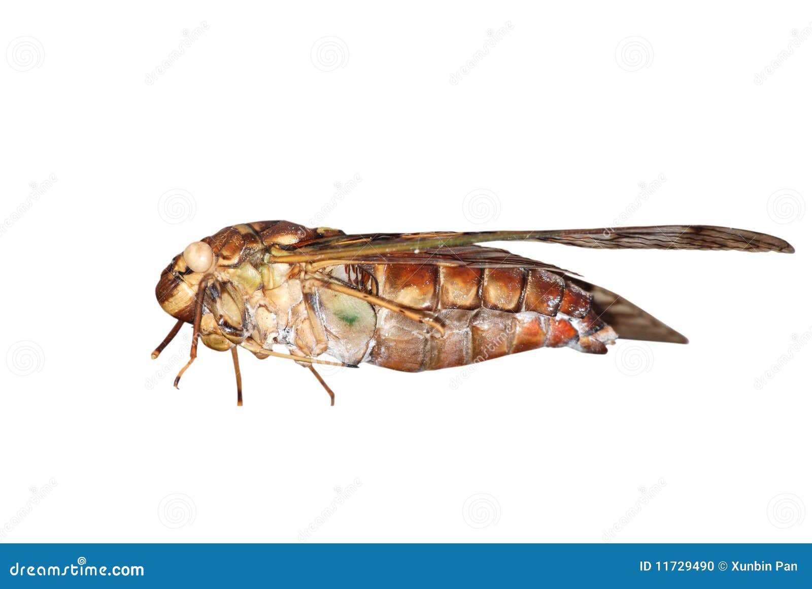 Cigarra del insecto foto de archivo. Imagen de color - 11729490