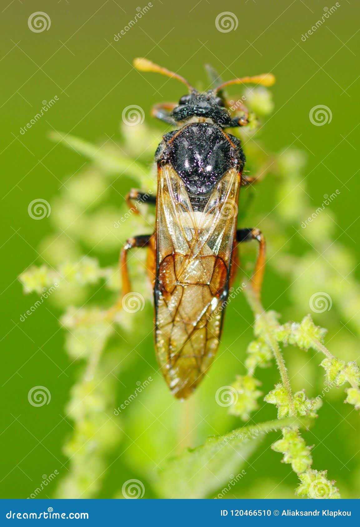 Cigarra Del Insecto Del Prado Foto de archivo - Imagen de macro, animal ...