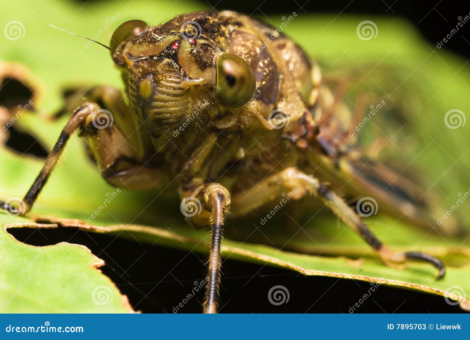 Cigarras imagen de archivo. Imagen de follaje, hoja, langostas - 7895703