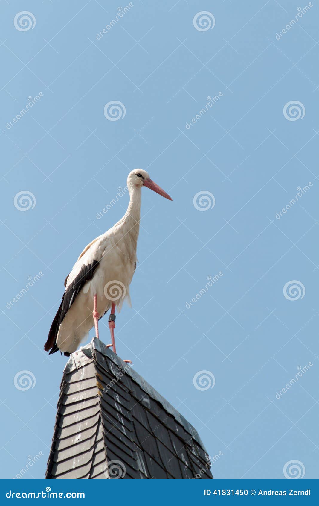 Wildlife German Stork foto de archivo. Imagen de bebé - 41831450