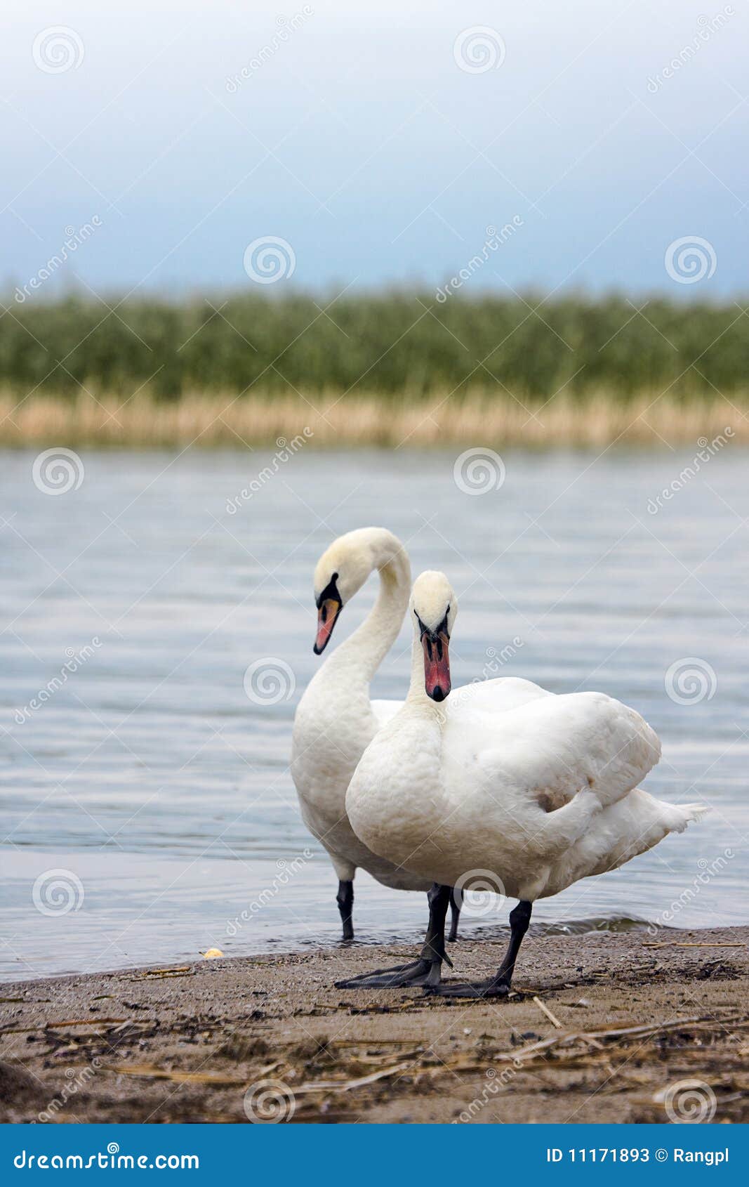 Cigni immagine stock. Immagine di insieme, animali, stagno - 11171893