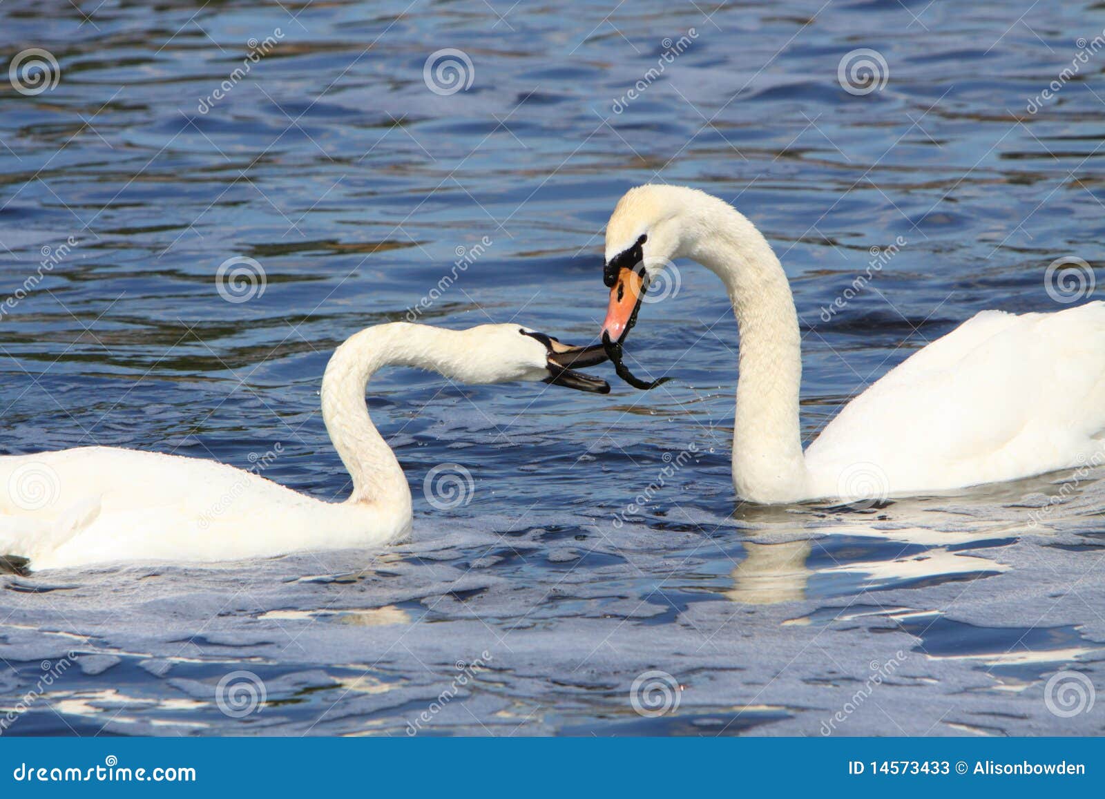 Cigni immagine stock. Immagine di acqua, nave, natura - 14573433