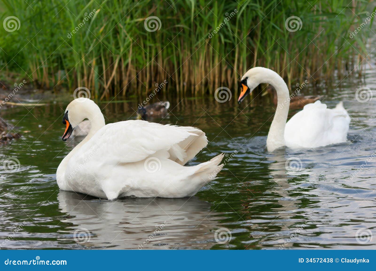 Cigni. fotografia stock. Immagine di occhi, ambiente - 34572438