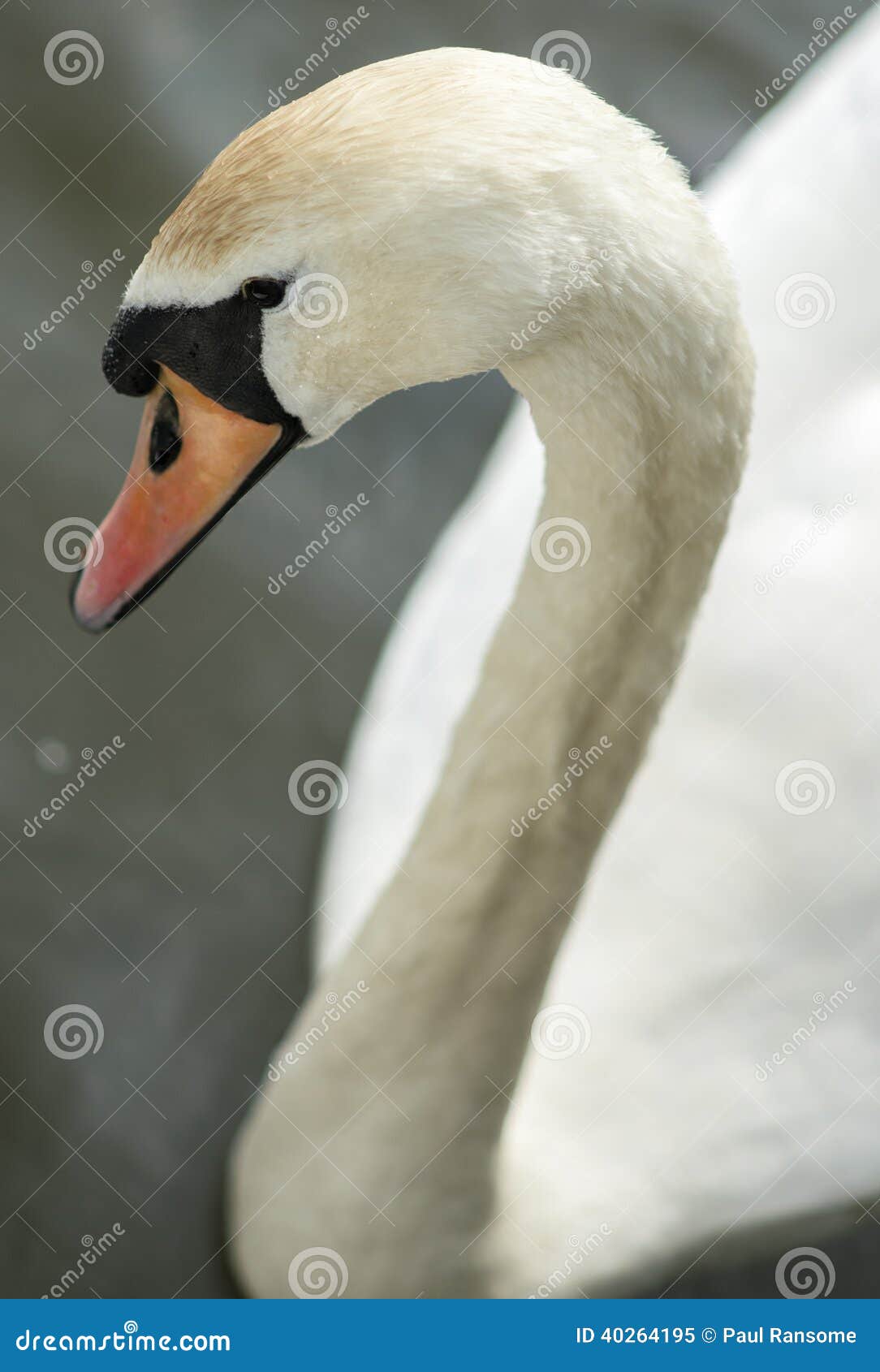 Cigno immagine stock. Immagine di bianco, ondulazione - 40264195