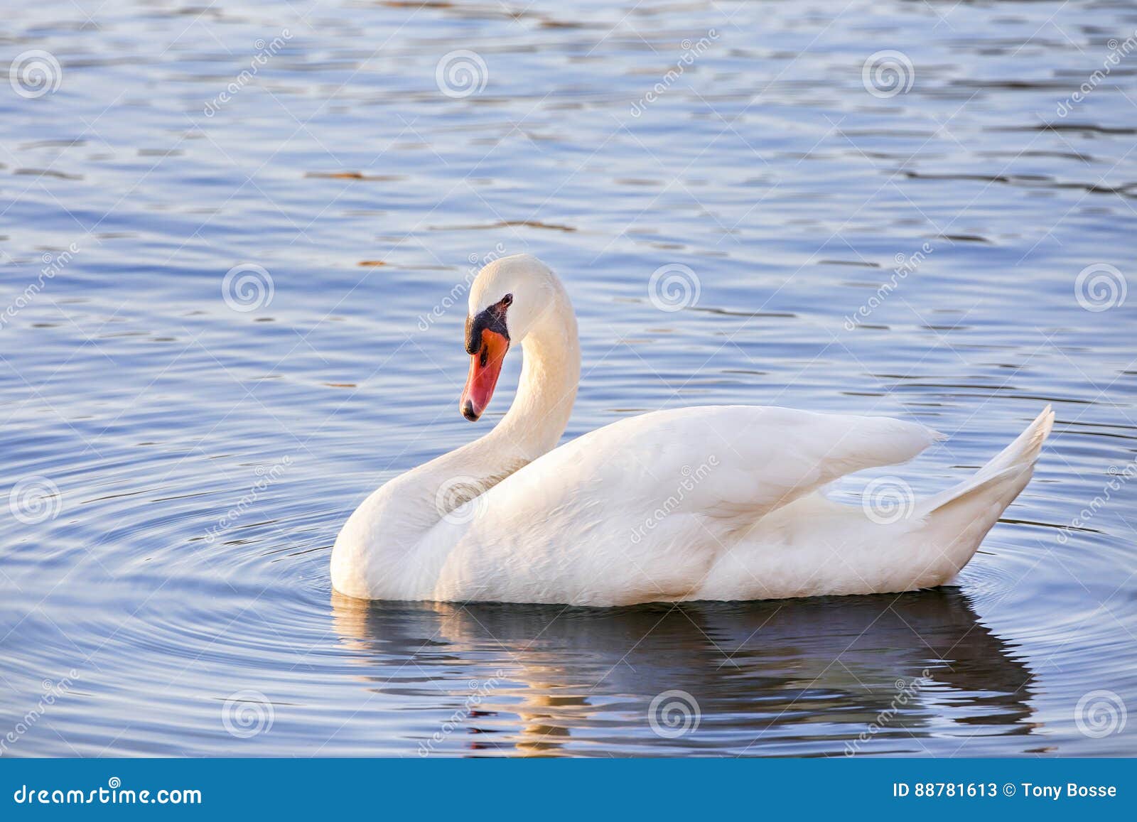 Cigno bianco immagine stock. Immagine di stagno, birdwatching - 88781613
