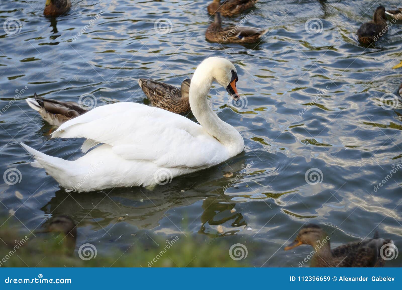 Cigno bianco con le anatre immagine stock. Immagine di fotographia ...