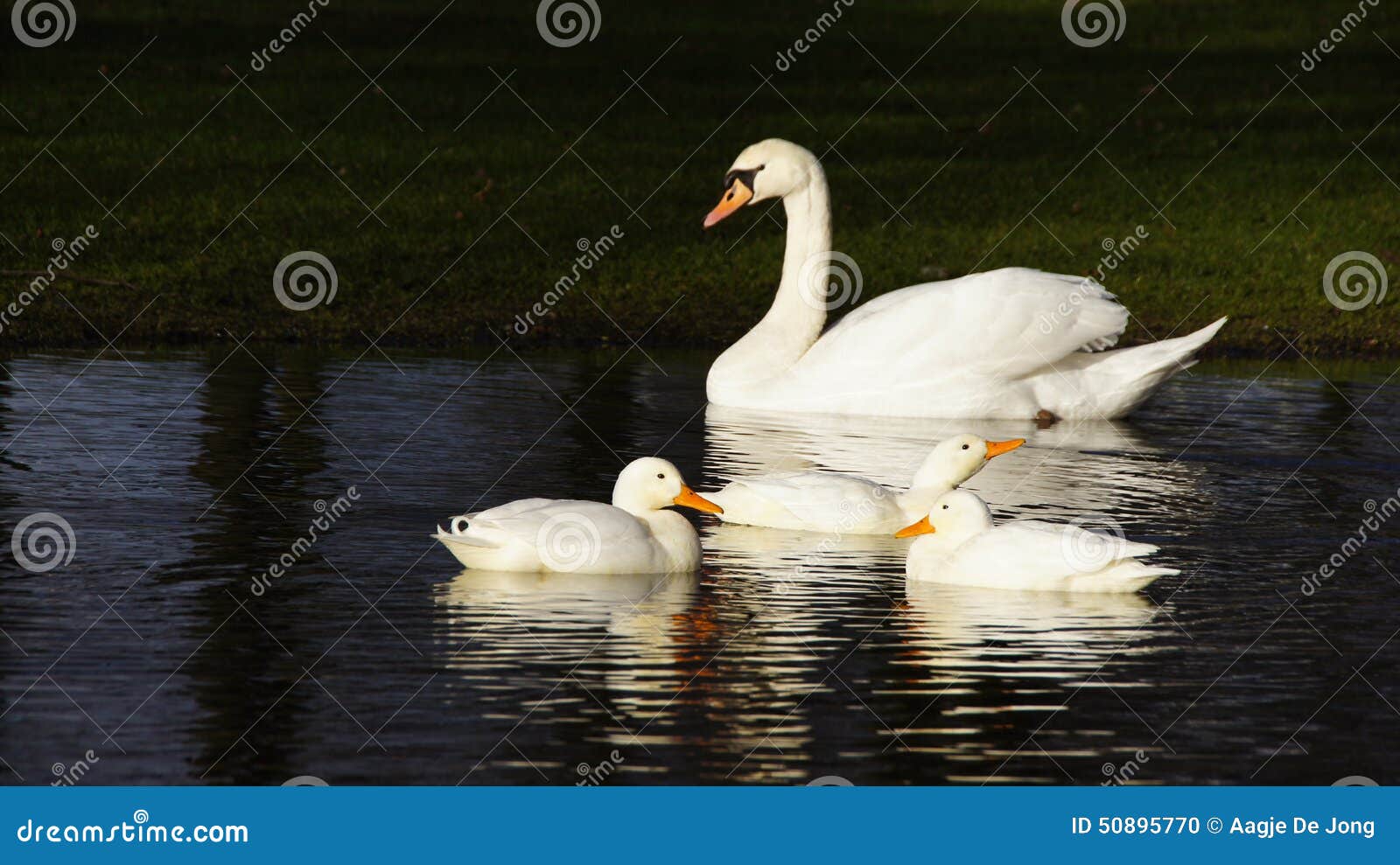 Cigno Bianco E Tre Anatre Bianche Fotografia Stock - Immagine di acqua ...