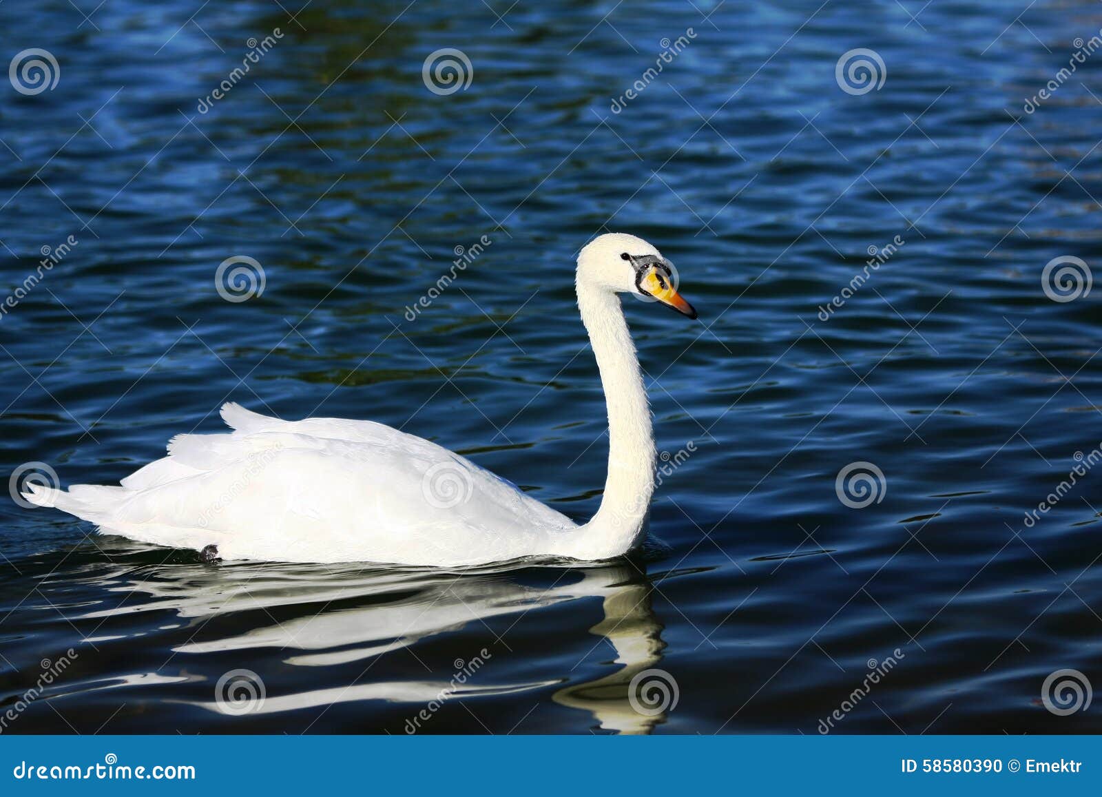 Cigno Bianco (genere Cygnus) Fotografia Stock - Immagine di fiume ...