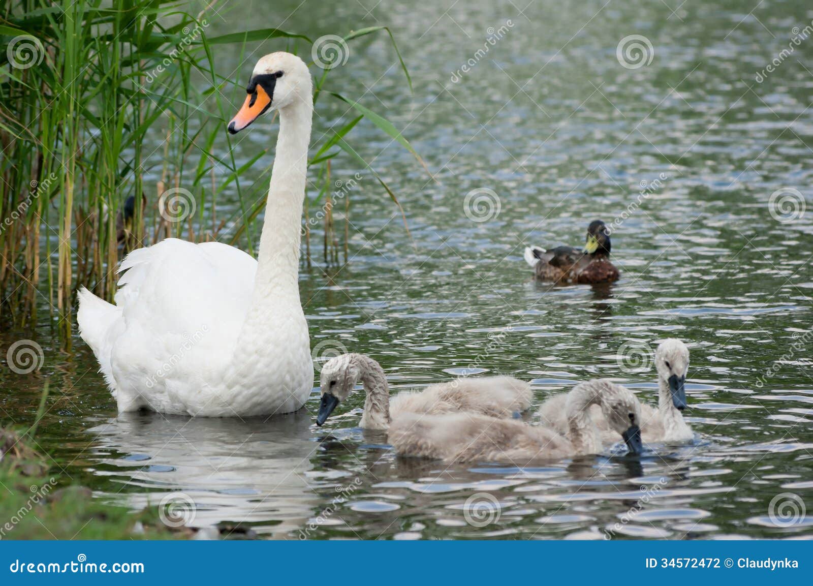 Cigno Con I Pulcini E Un'anatra in Acqua. Fotografia Stock - Immagine ...