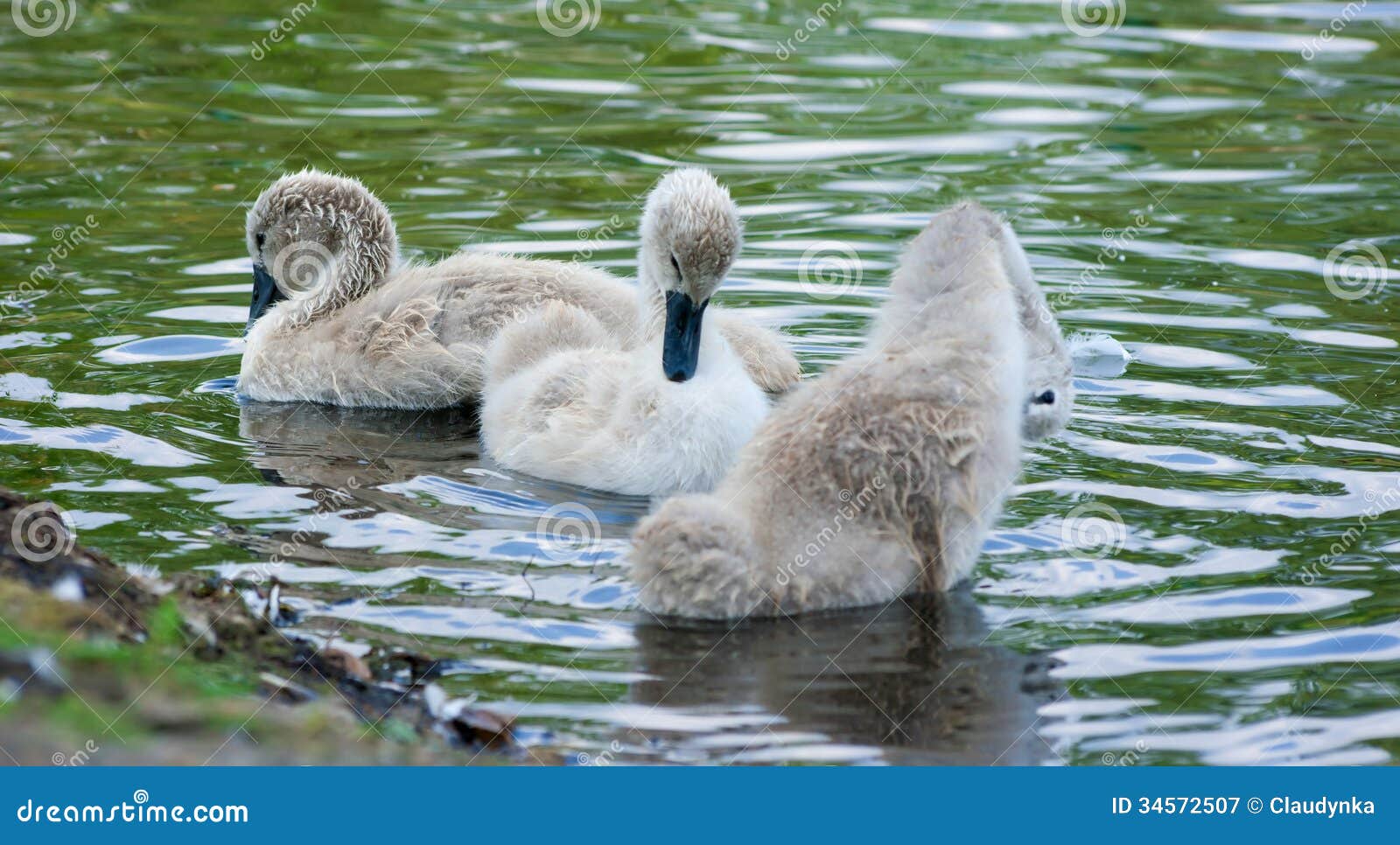 Cigno E Pulcini Sulla Riva. Immagine Stock - Immagine di sfuocatura ...
