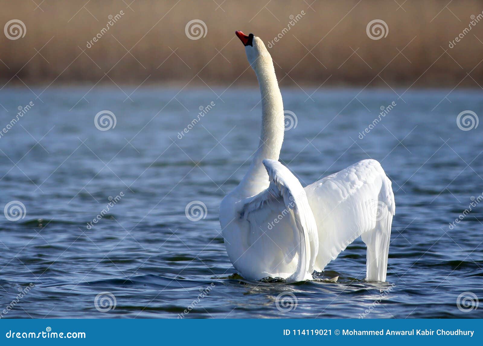 Cigno muto immagine stock. Immagine di waterfowl, maglia - 114119021