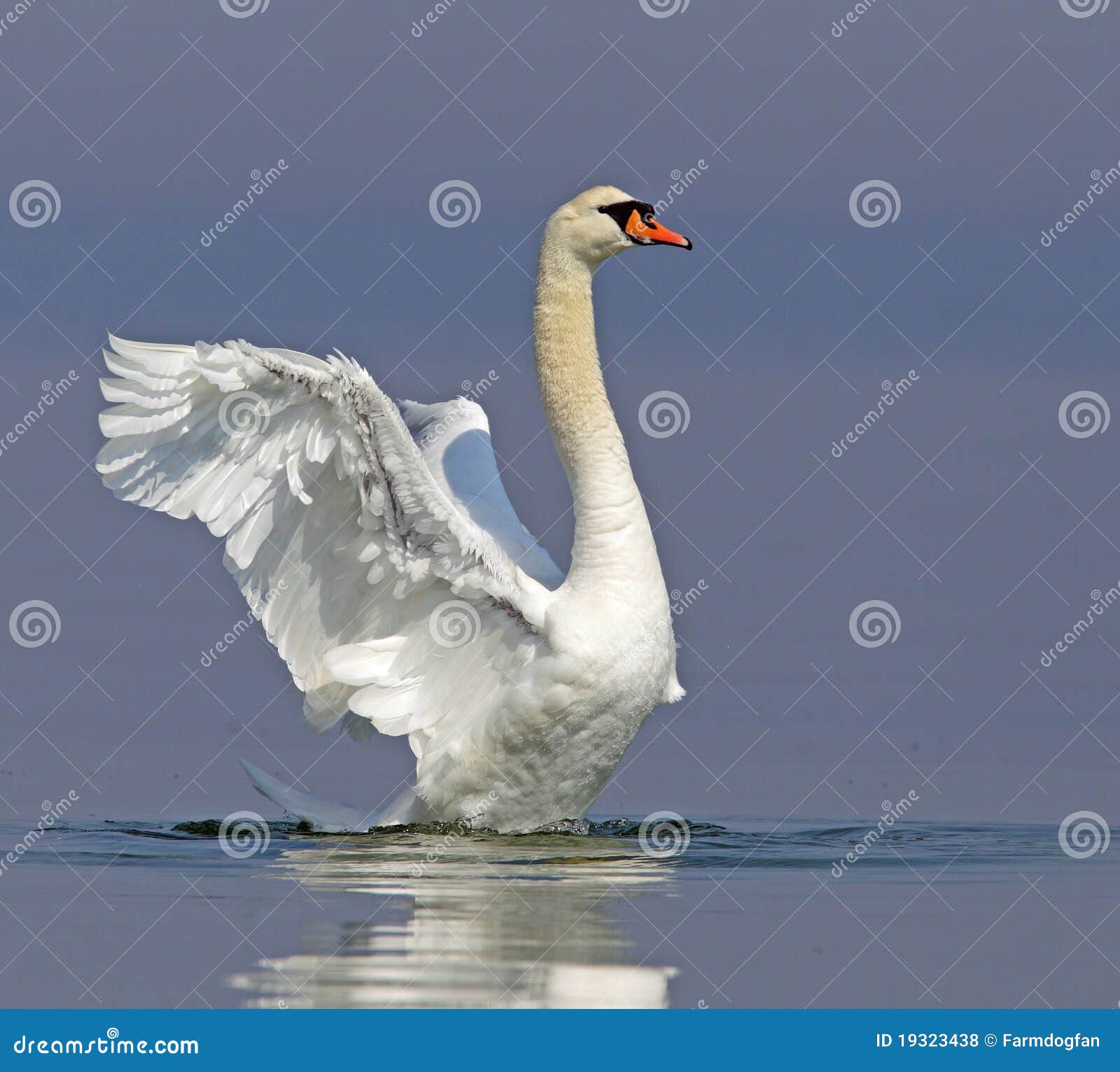 Cigno muto fotografia stock. Immagine di wingspan, waterfowl - 19323438