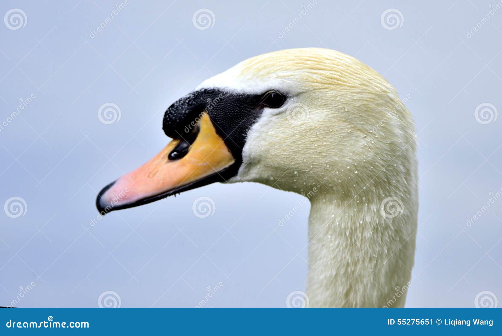 Cigno muto immagine stock. Immagine di laghi, uccelli - 55275651