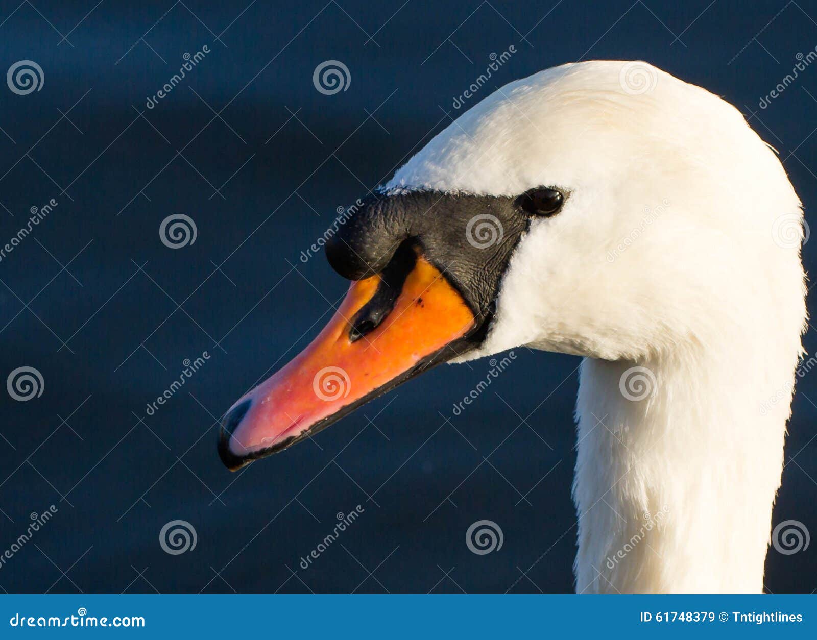 Cigno muto in Autumn Sun immagine stock. Immagine di autunno - 61748379