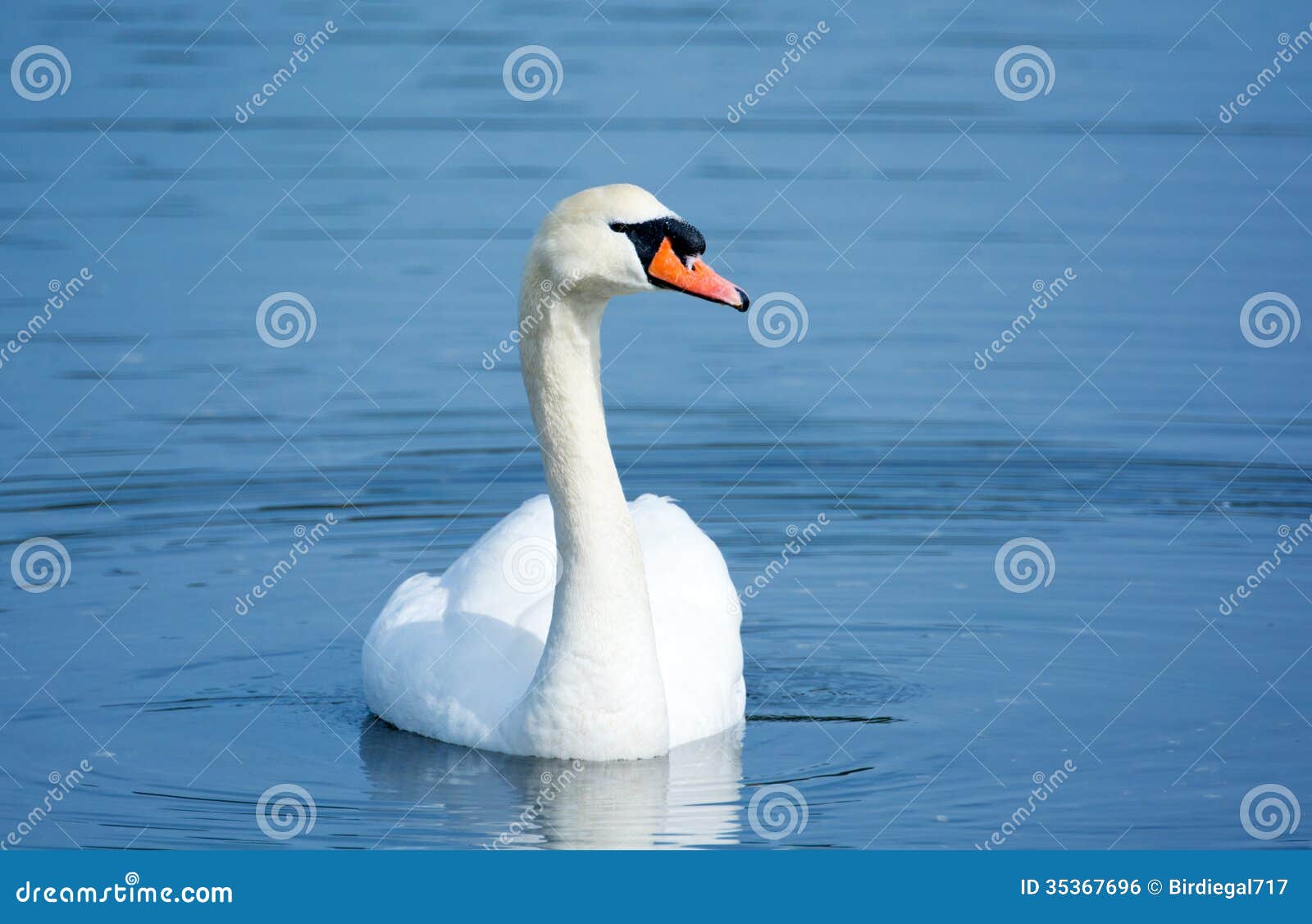 Cigno Muto - Front View Pose Fotografia Stock - Immagine di bianco ...
