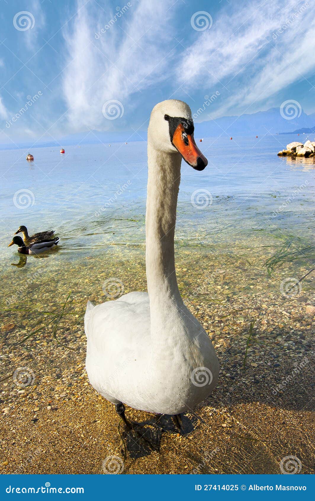 Cigno Muto - Lago Garda - L'Italia Immagine Stock - Immagine di ...