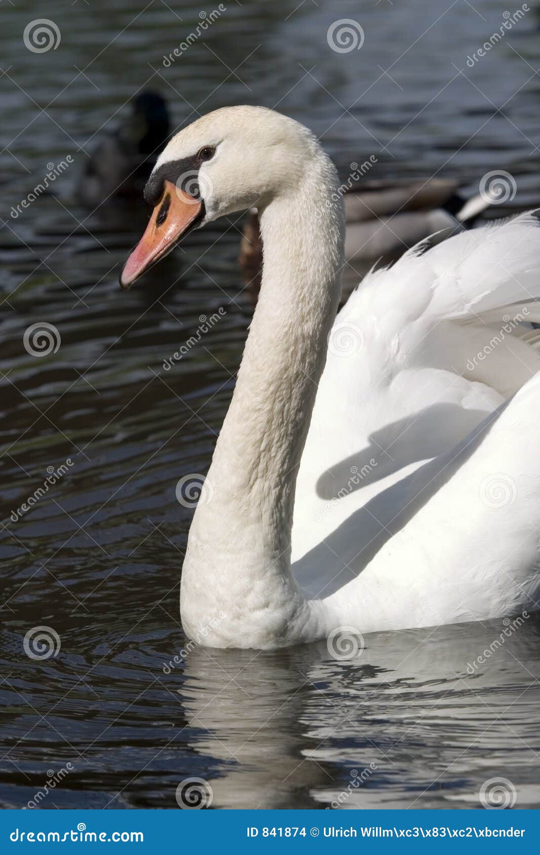 Cigno muto maschio fotografia stock. Immagine di lago, flusso - 841874