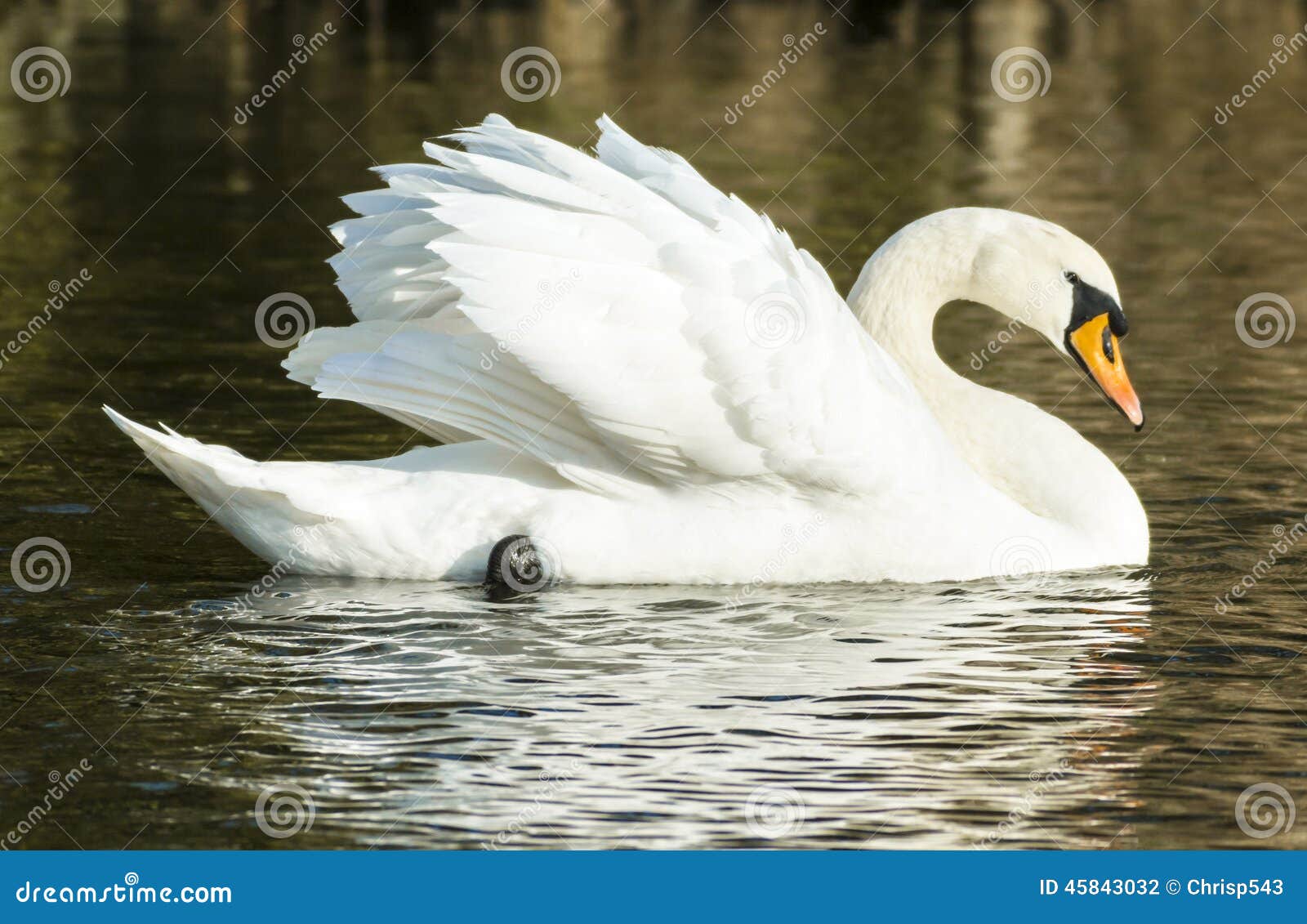 Cigno Muto (olor Del Cygnus) Fotografia Stock - Immagine di arancione ...