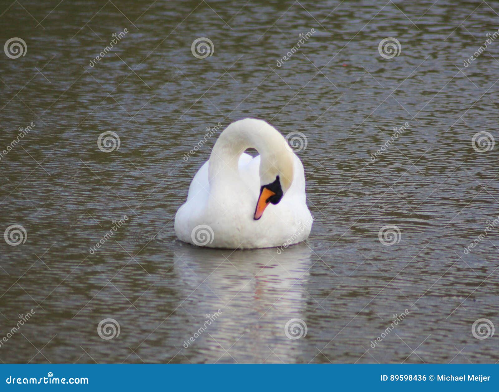 Cigno Muto, Olor Del Cygnus Fotografia Stock - Immagine di olanda ...