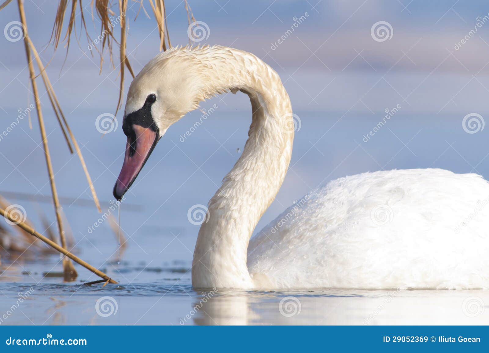 Cigno muto su acqua immagine stock. Immagine di muto - 29052369
