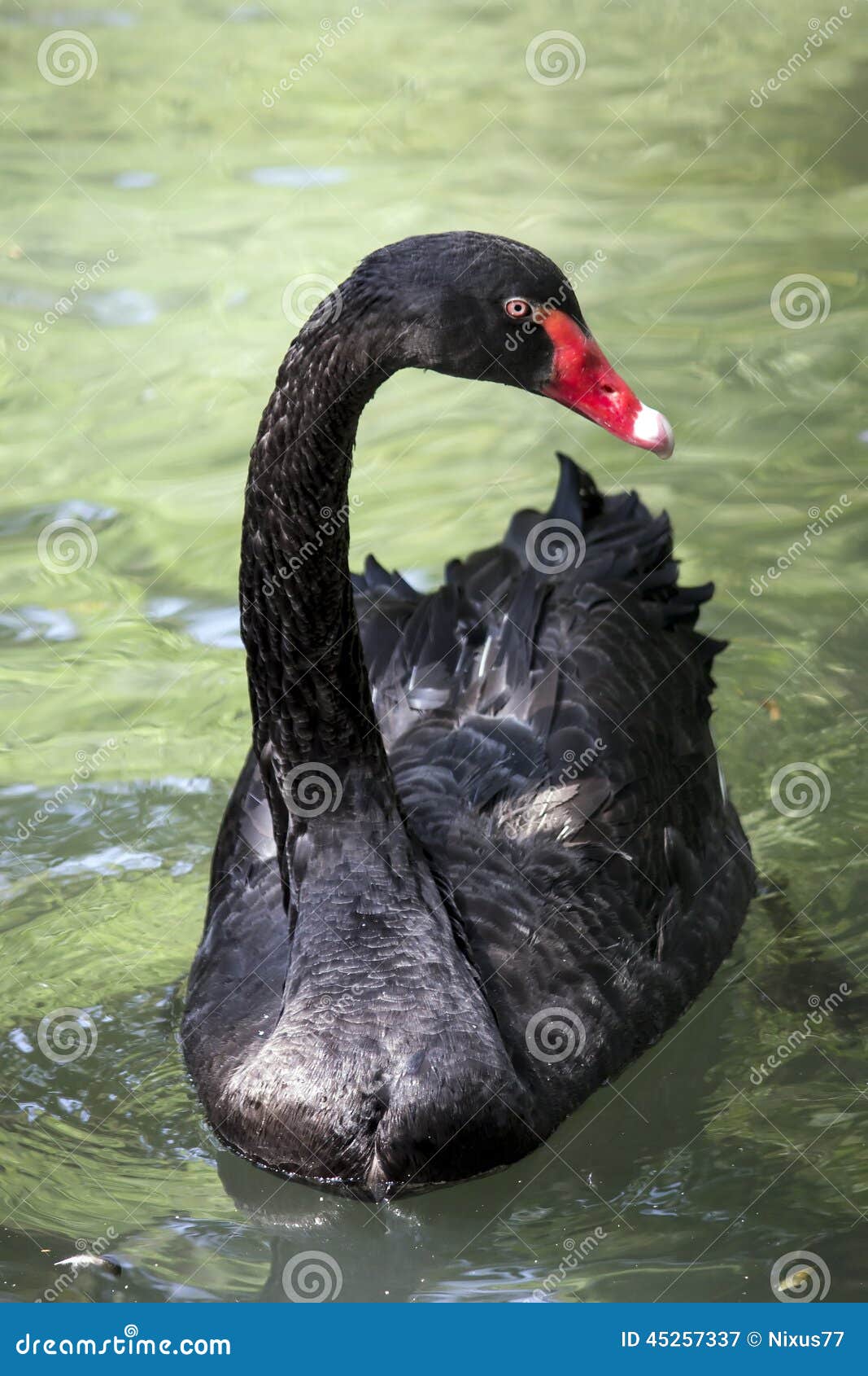 Cigno nero immagine stock. Immagine di lago, ornitologia - 45257337
