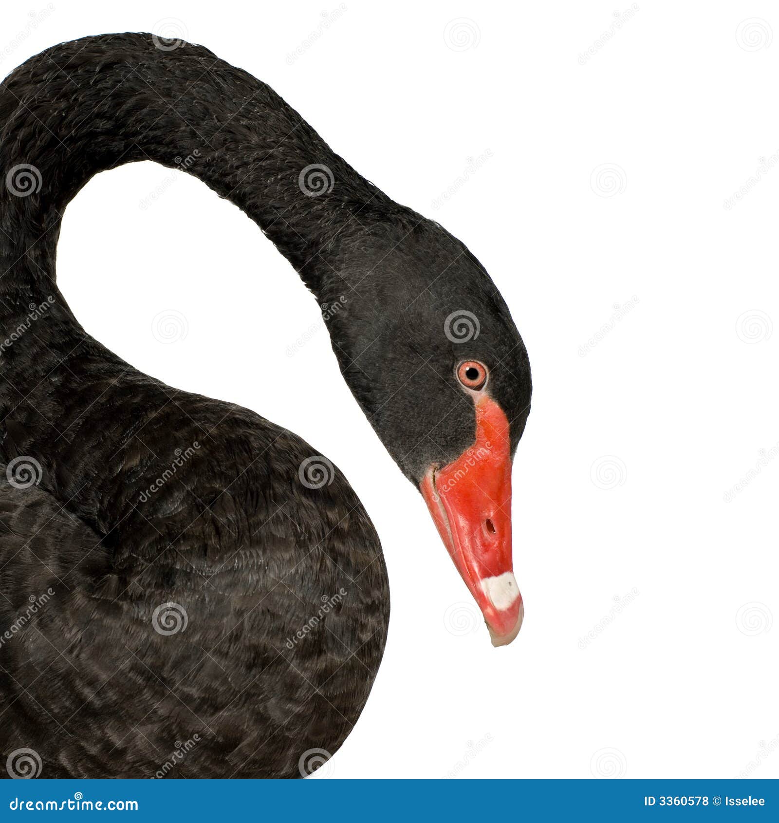 Cigno Nero - Atratus Del Cygnus Fotografia Stock - Immagine di rosso ...