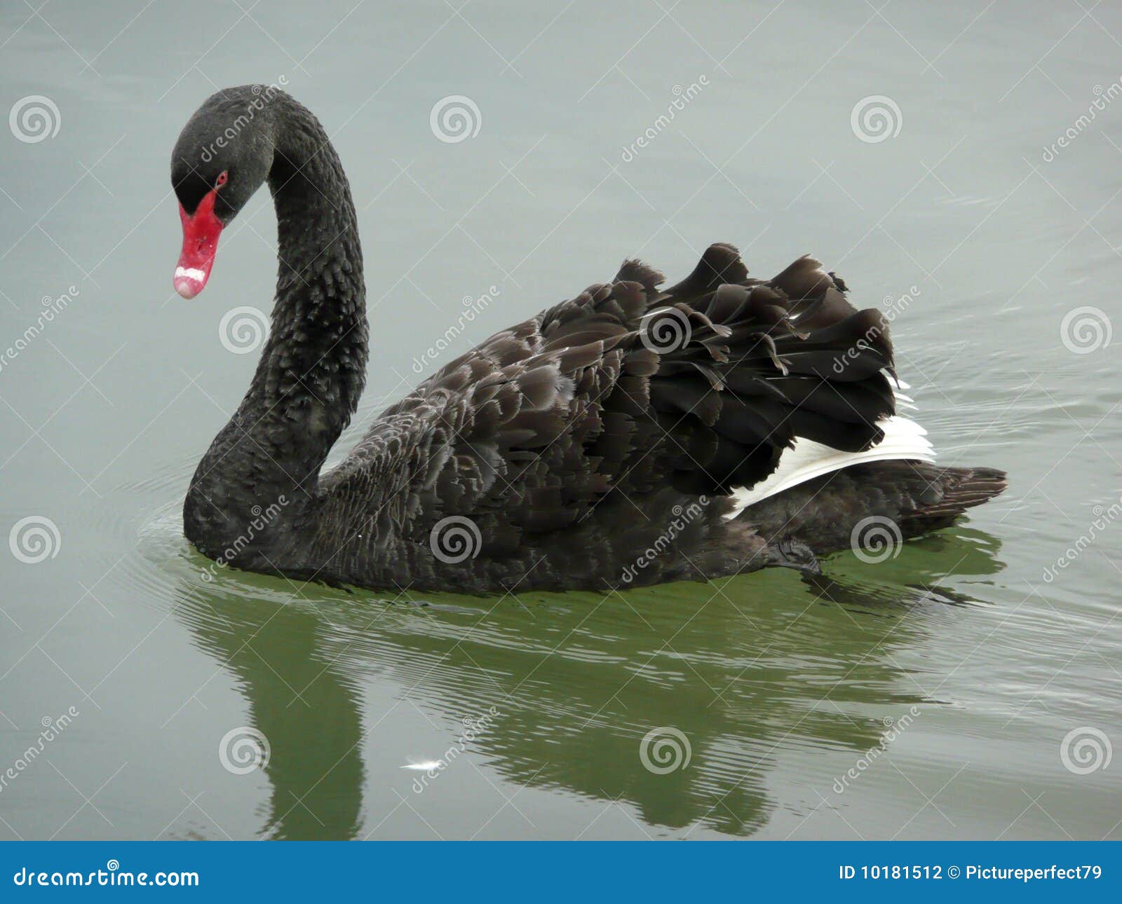 Cigno nero australiano fotografia stock. Immagine di cigno - 10181512