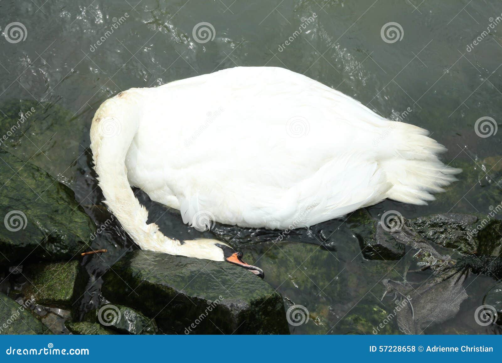 Cigno Rotto-con il collo fotografia stock. Immagine di lavato - 57228658