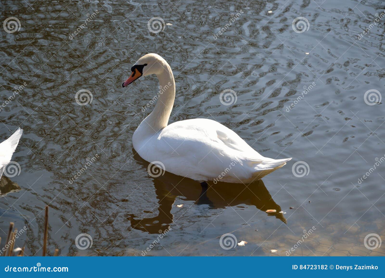Cigno sul lago fotografia stock. Immagine di aperto, bianco - 84723182