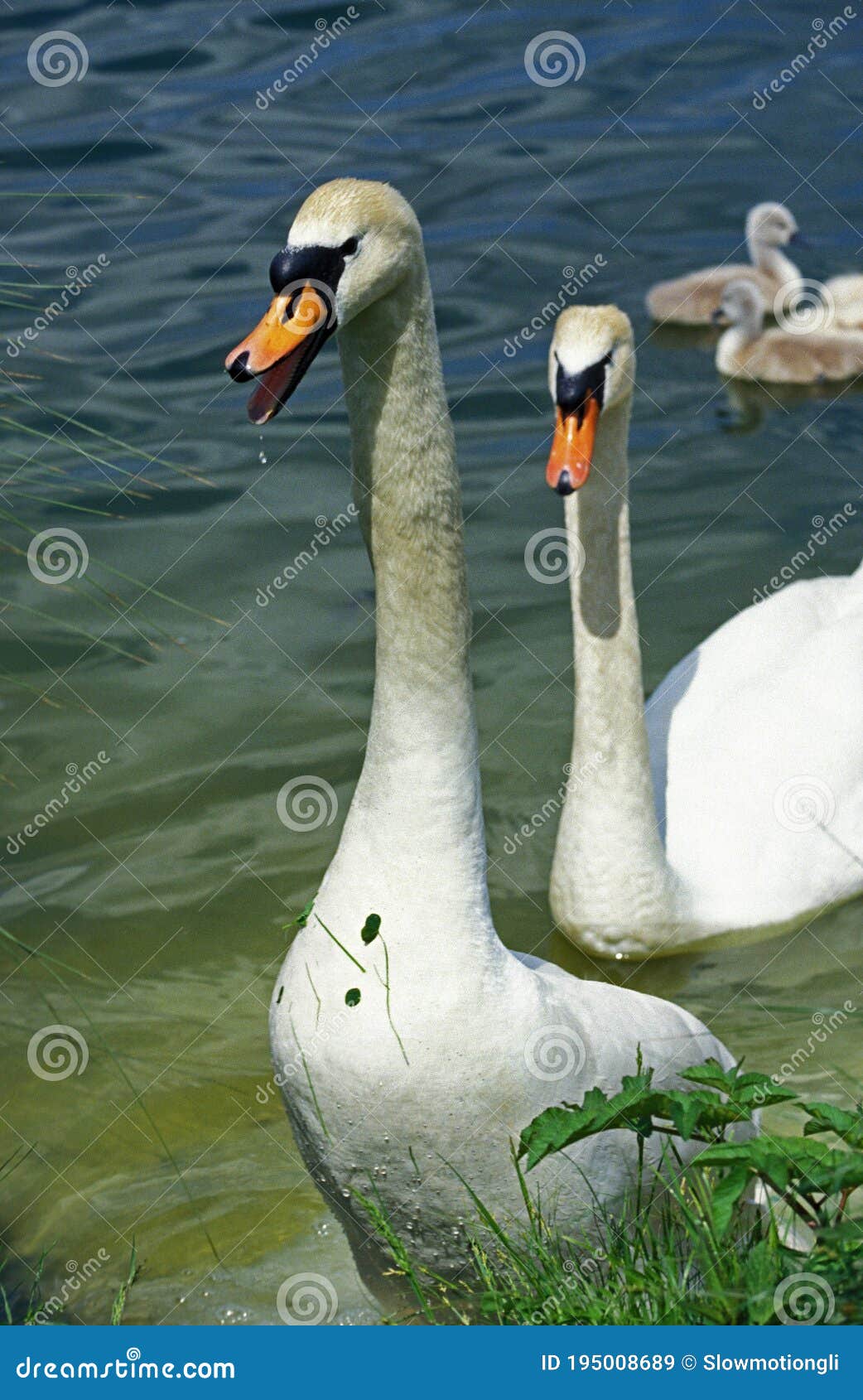 Cignus Cignus Mudo Color Macho Y Hembra Imagen de archivo - Imagen de ...