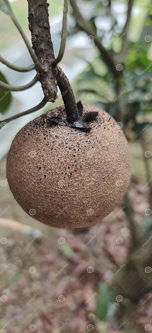 Ciku fruit tree stock image. Image of green, tree, sweet - 203064995