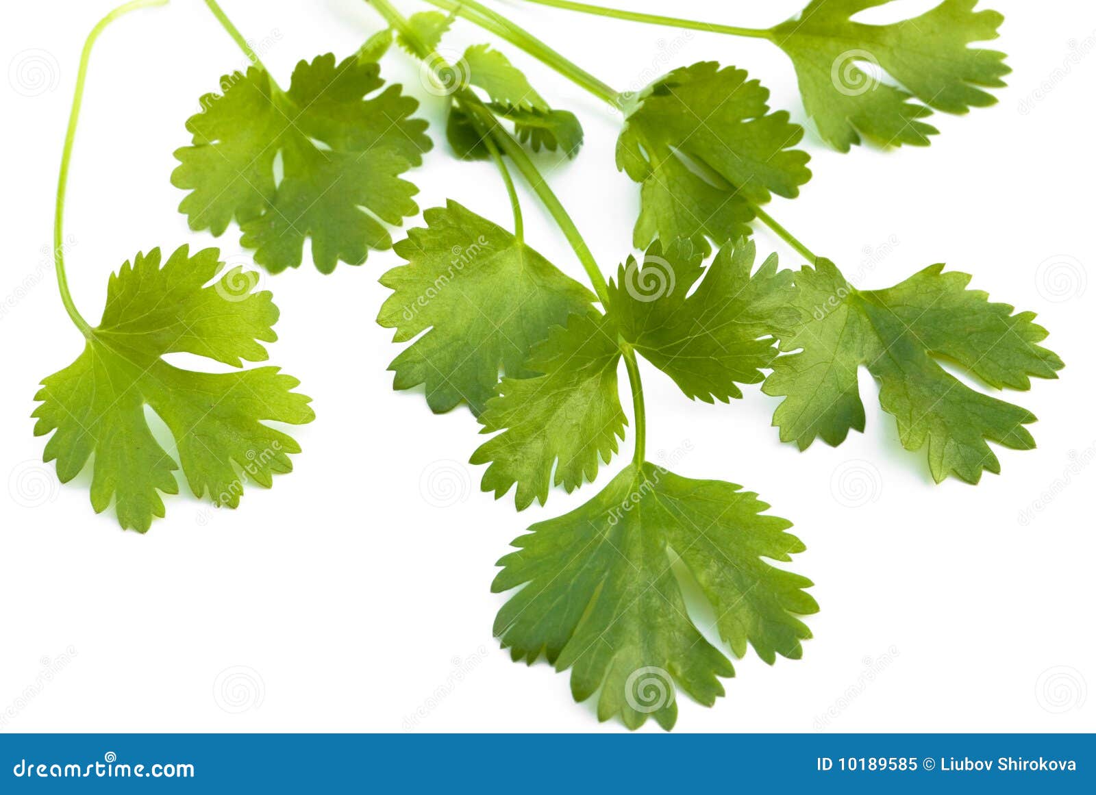 Cilantro imagen de archivo. Imagen de grupo, fresco, ramo - 10189585