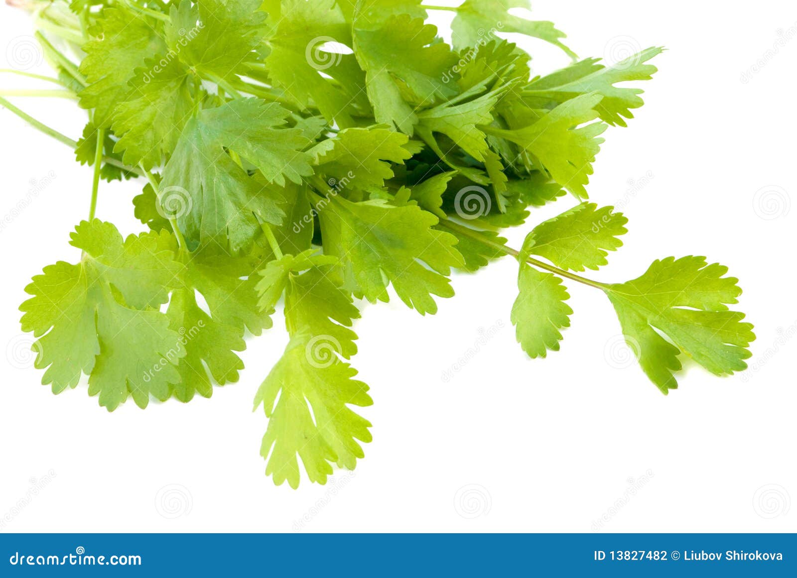 Cilantro stock photo. Image of grass, asian, bundle, pungent - 13827482