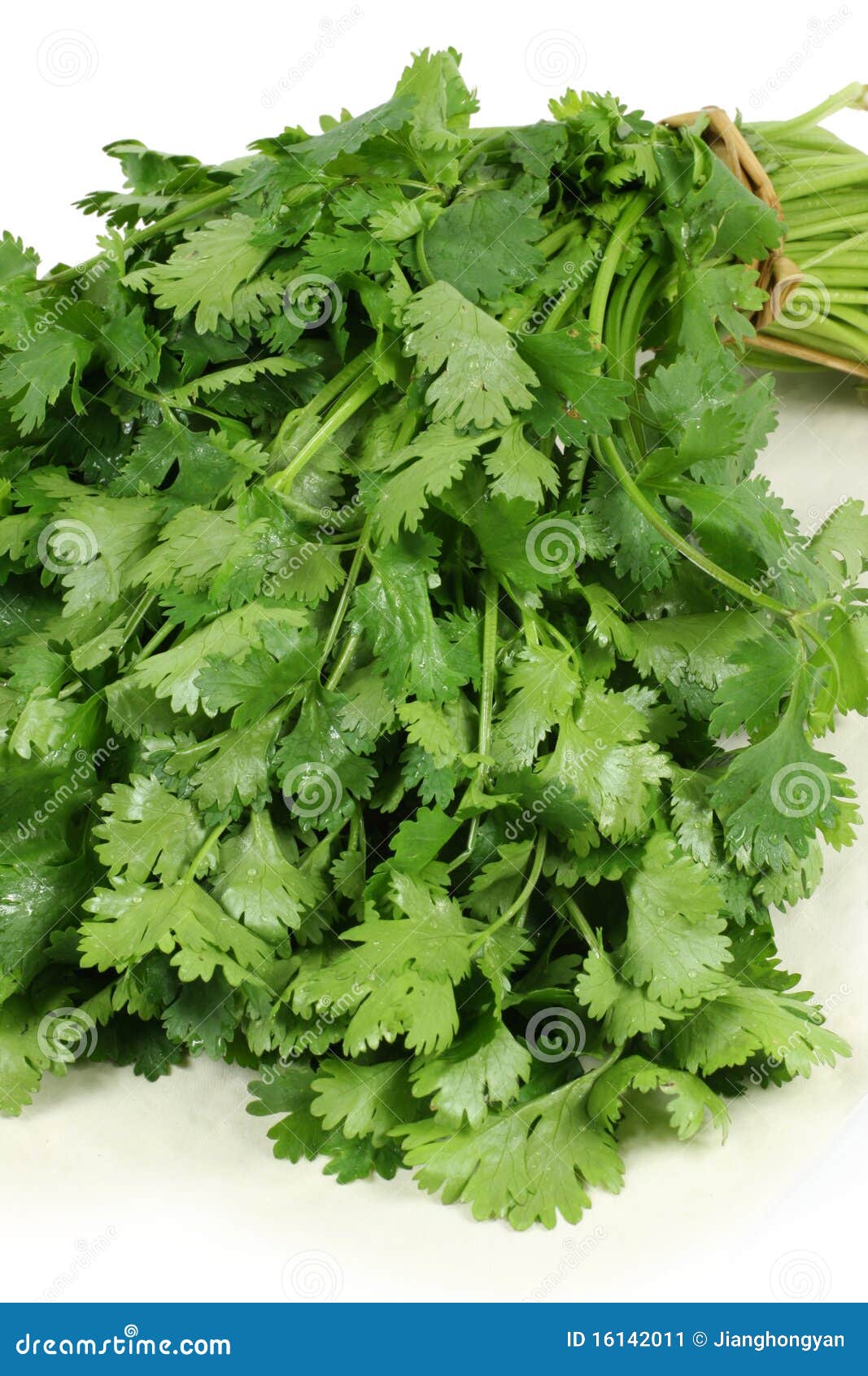 Cilantro stock image. Image of group, kitchen, large - 16142011